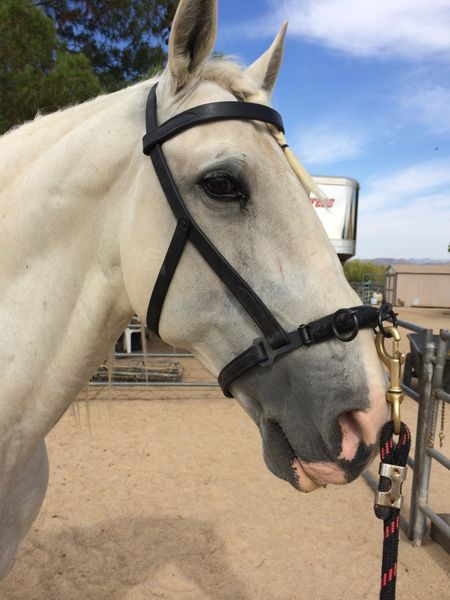 Bridles/Halters – Iberian Connection